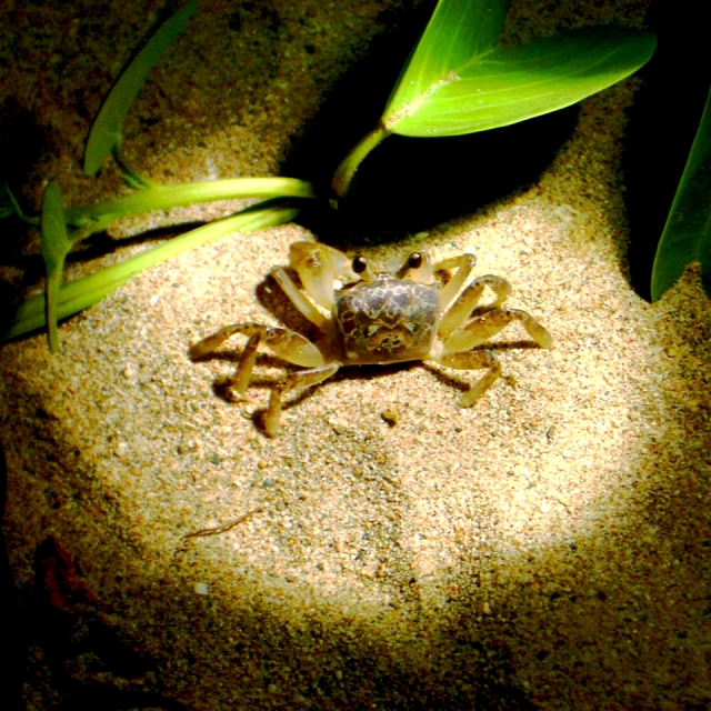 Sand Crabs At Night